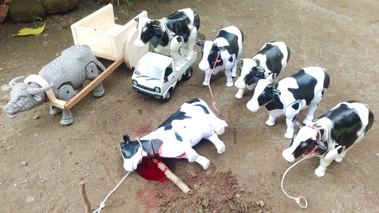 WADIDAU...!!! FULL _Truk_oleng_muat_sapi_dan_proses_potong_sapi. - YouTube