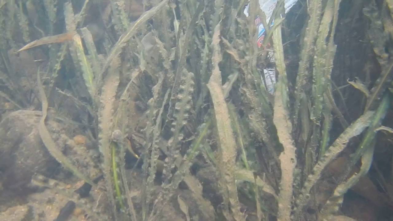 Pethia punctata [Watch in HD] - YouTube