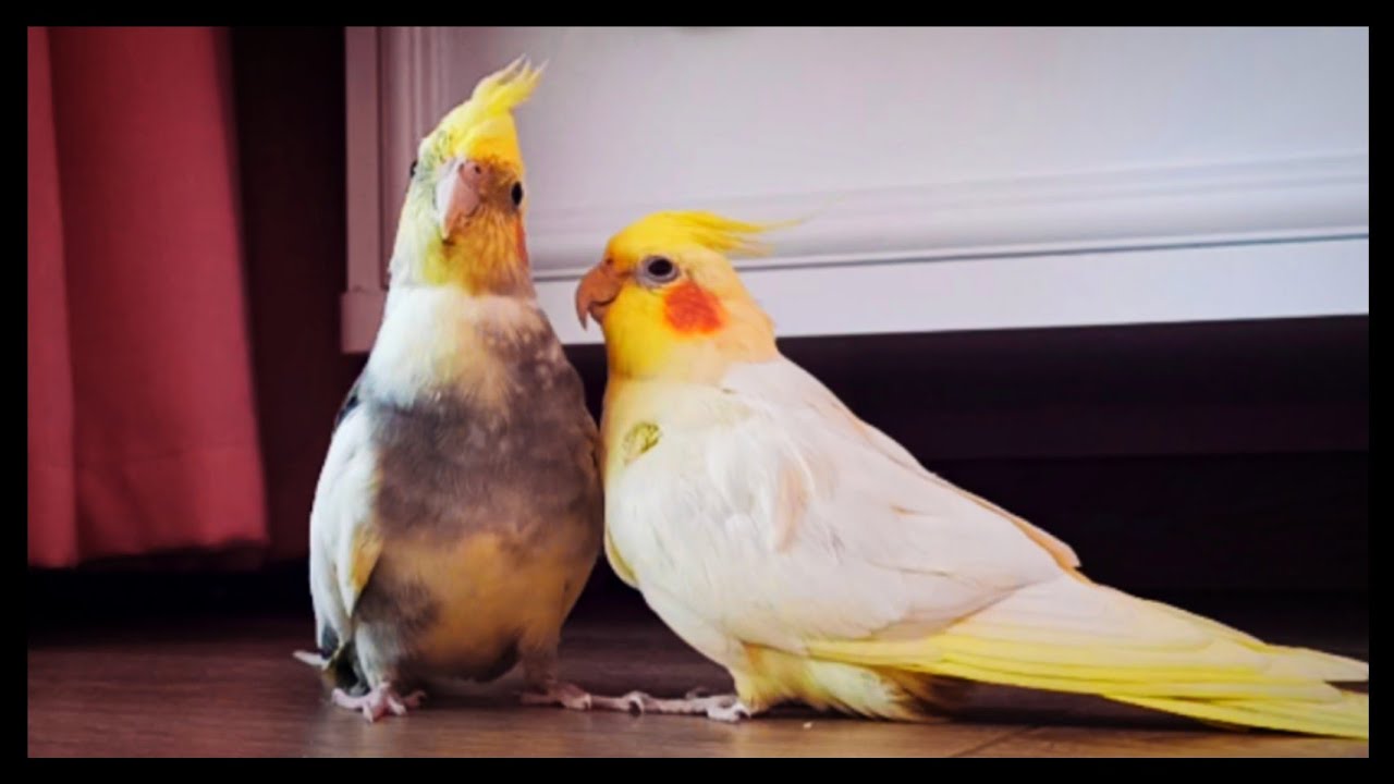 Cockatiels photoshooting 📸 funny video - YouTube