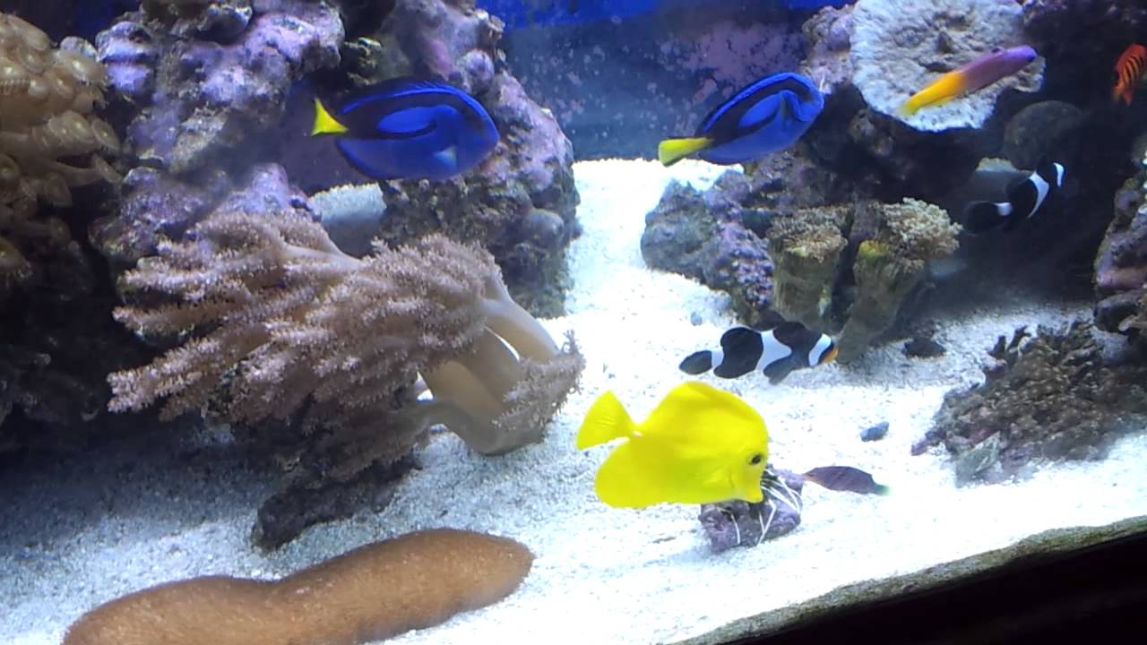 My saltwater tank 85 gallon - YouTube