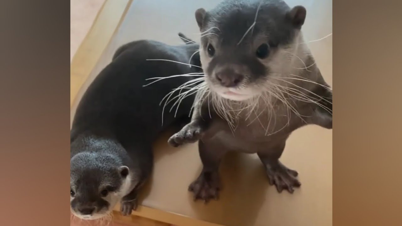 Hungry Otters standing for snacks😋🦦🦦🥰| Cute Otter - YouTube