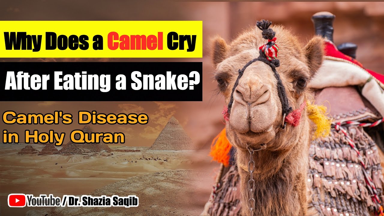 Why Does a Camel Cry after Eating a Snake | Camel's disease in Quran ...