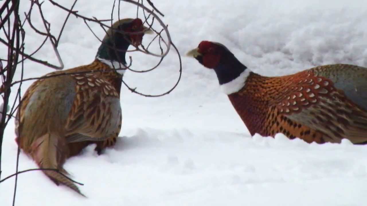 Ring Neck pheasants Fighting Webster, Minnesota 2/5/2013 - YouTube