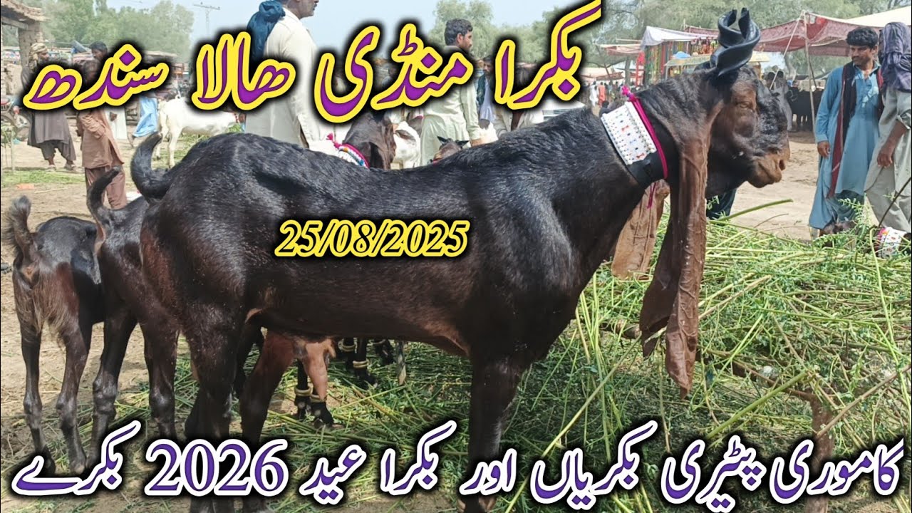 Bakra Mandi Hala | Today update | Mix goat breed | patari kamori goat ...
