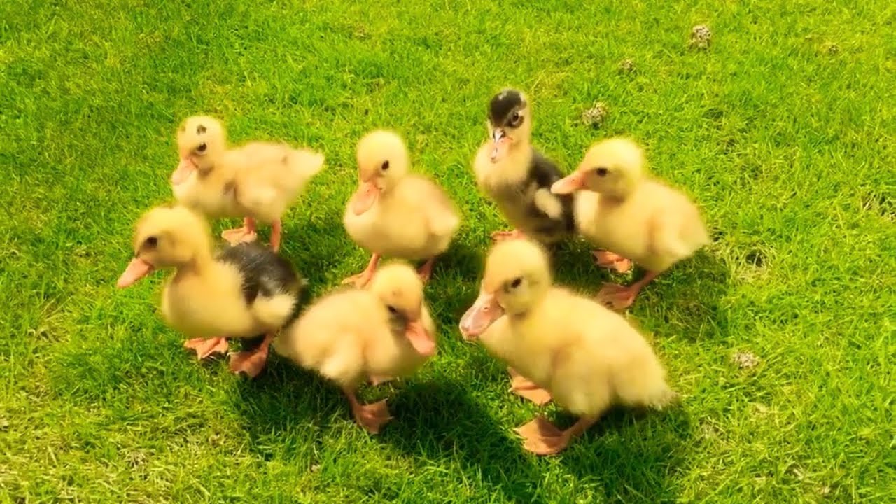 Ducklings enjoying in the garden - YouTube