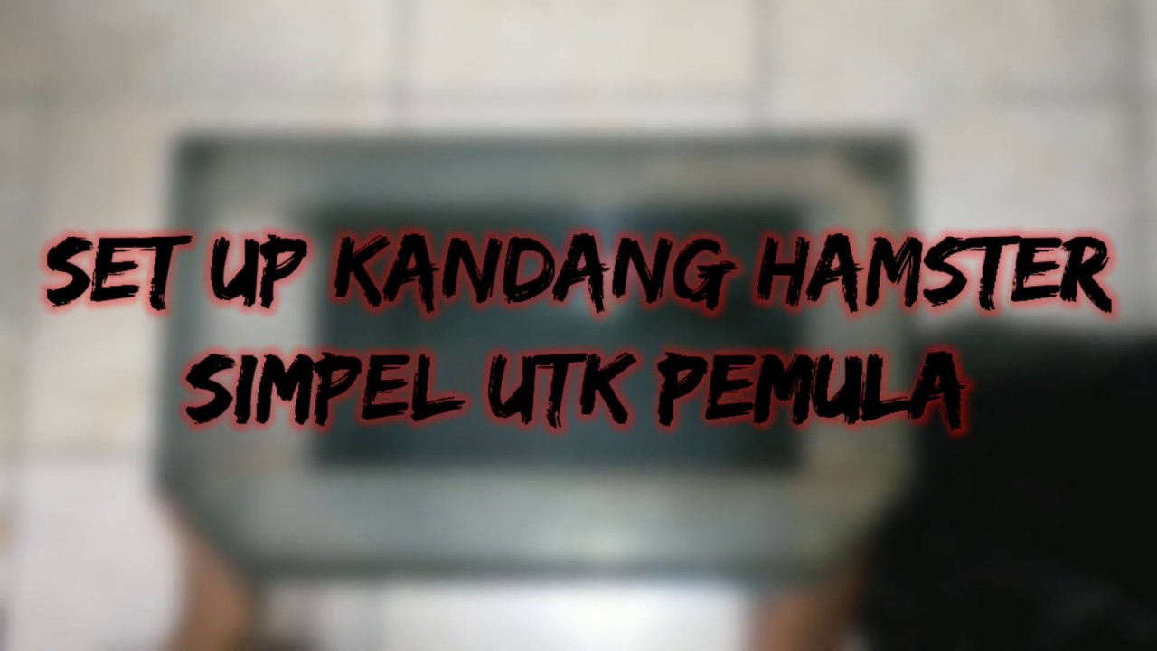 SETUP KANDANG HAMSTER PAKAI AKUARIUM BEKAS - COCOK UNTUK PEMULA ...