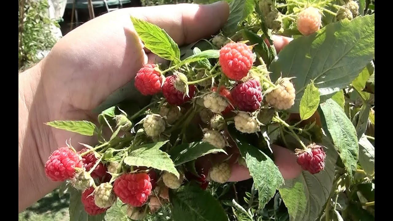 Primocane raspberries - growing and propagation in hot climates - YouTube