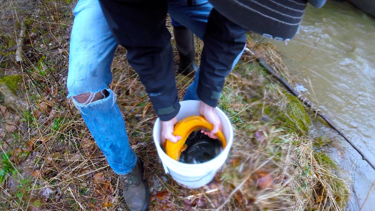 Stocking Golden Rainbow Trout with the PFBC - YouTube