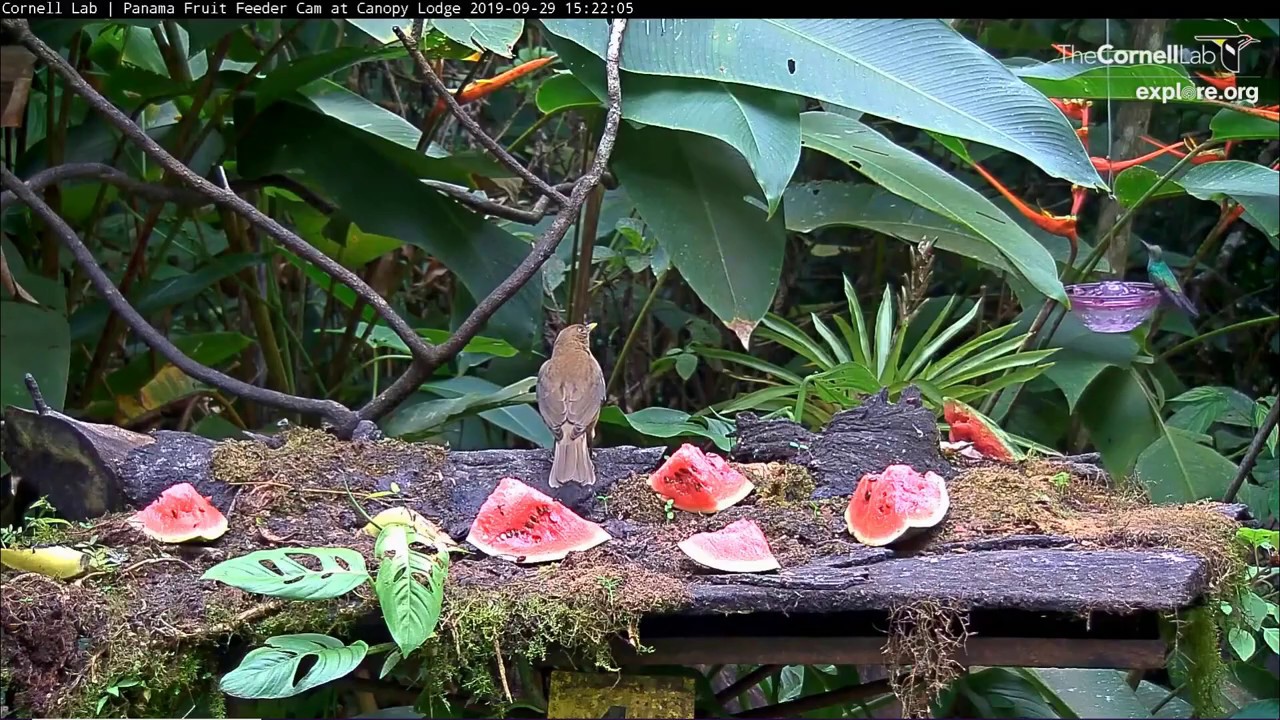 Video 2019 09 29 152131 Teal, Green Hummingbird - YouTube