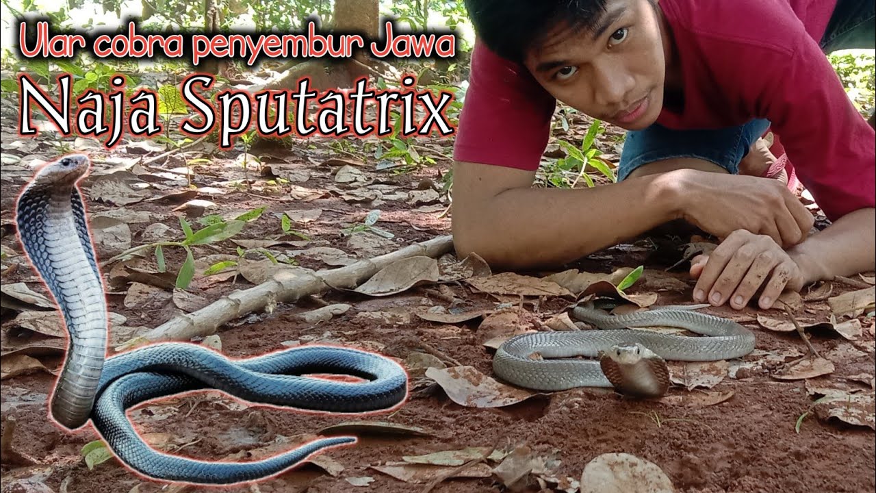 ULAR SENDOK JAWA / COBRA PENYEMBUR JAWA ( Naja sputatrix ) - YouTube