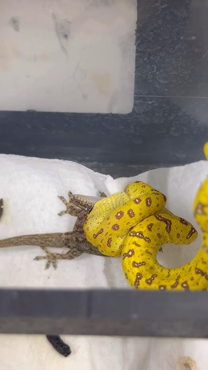 Baby Green Tree Python’s first prey item should be its natrual prey ...