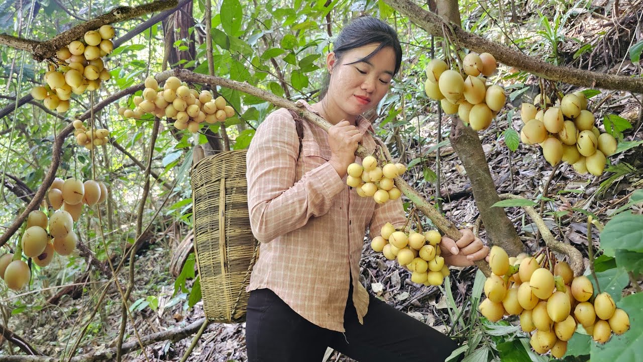 Harvesting vegetables and fruits from the forest, selling at the market ...