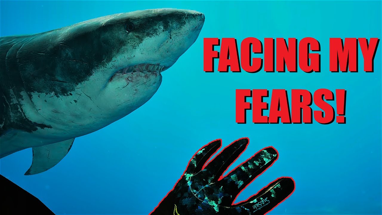 Swimming with a GREAT WHITE SHARK, Humpback Whales, and Koi Fish in ...