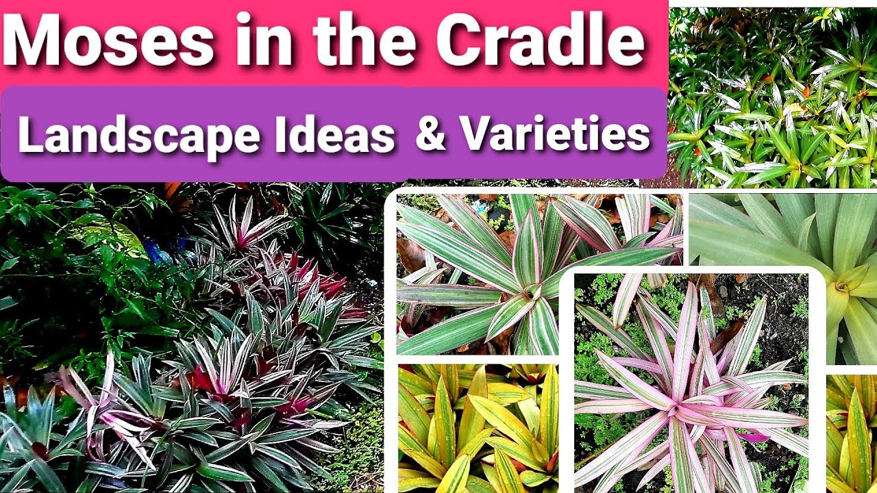 Moses in the Cradle Varieties & Landscape Ideas - YouTube
