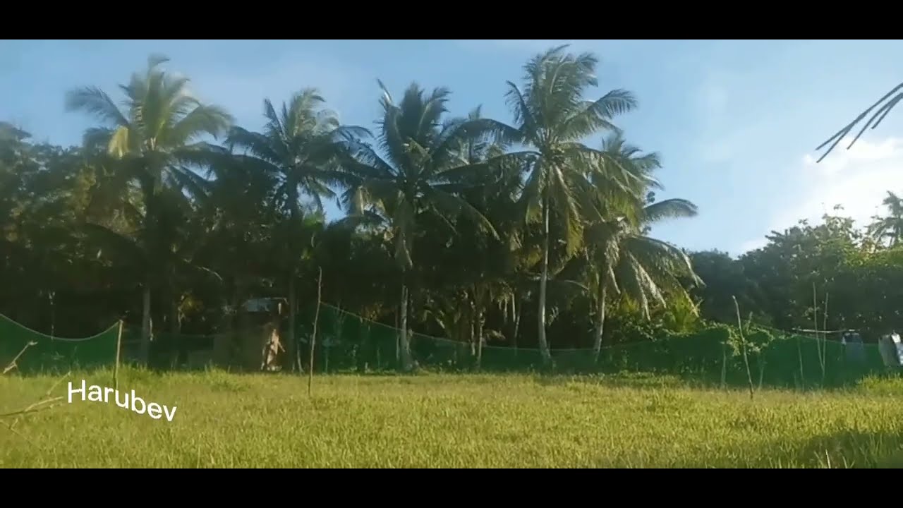 Sunny Windy Afternoon 😎 | Relaxing Trees Dancing with The Wind - YouTube