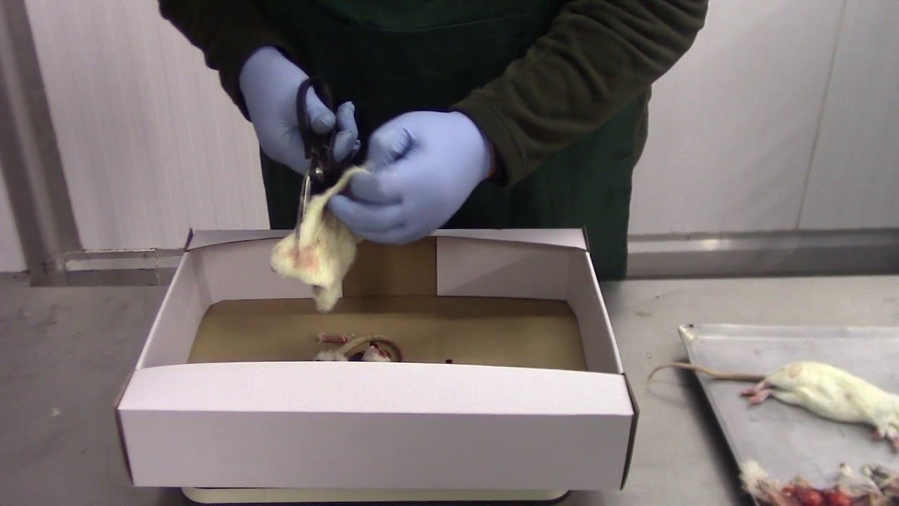 Medium Rat Preparation - YouTube