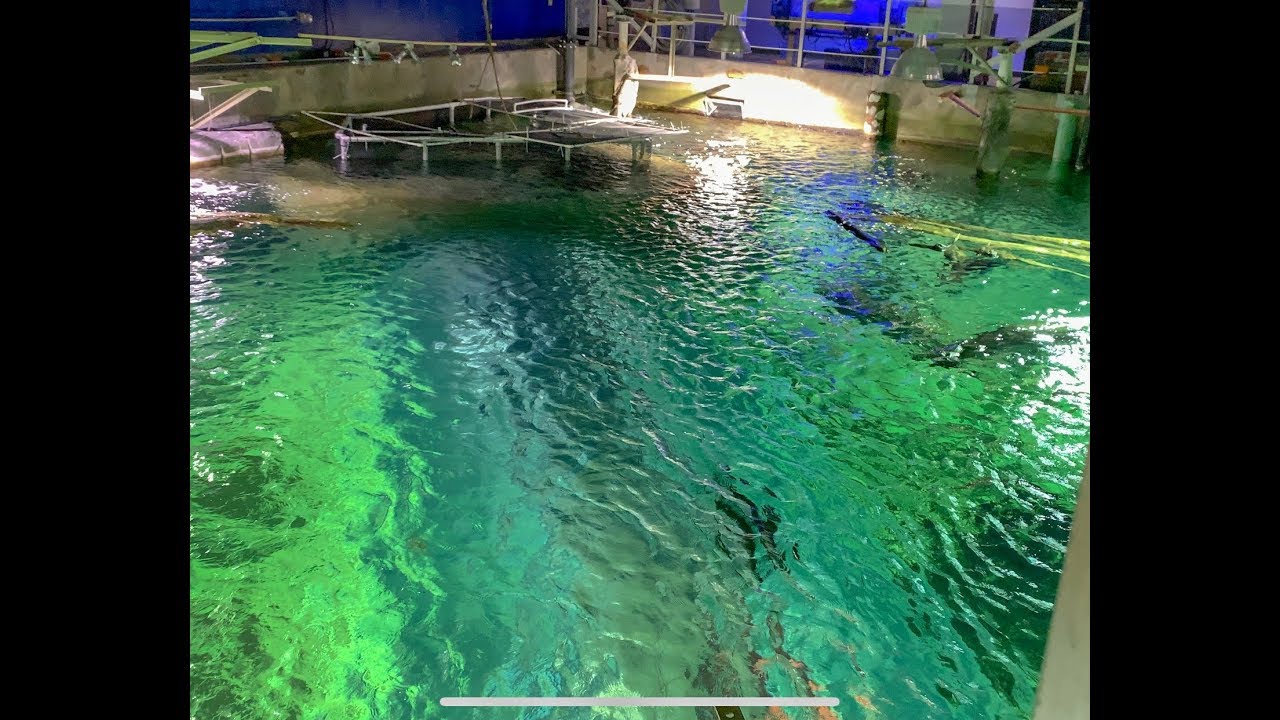 The Newport Aquarium... Close up and Behind the Scenes - YouTube