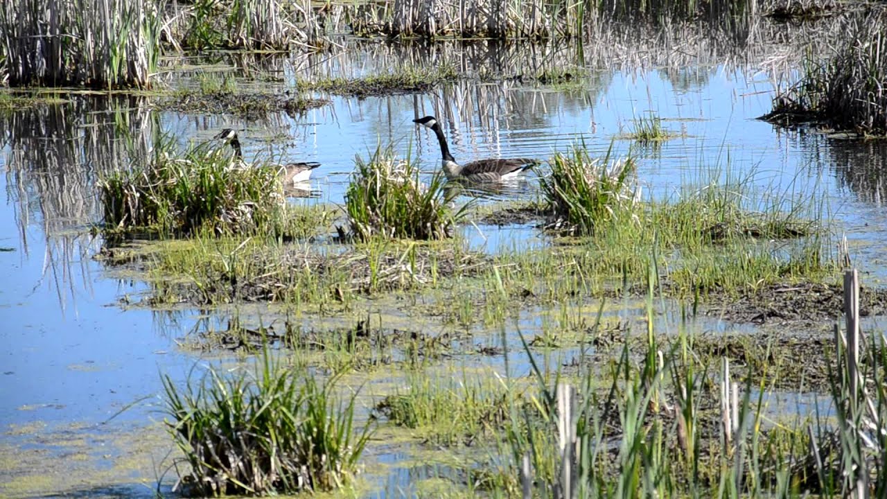 Geese At Spring Valley Lake Spring Valley Wildlife Area Roxanna Ohio ...