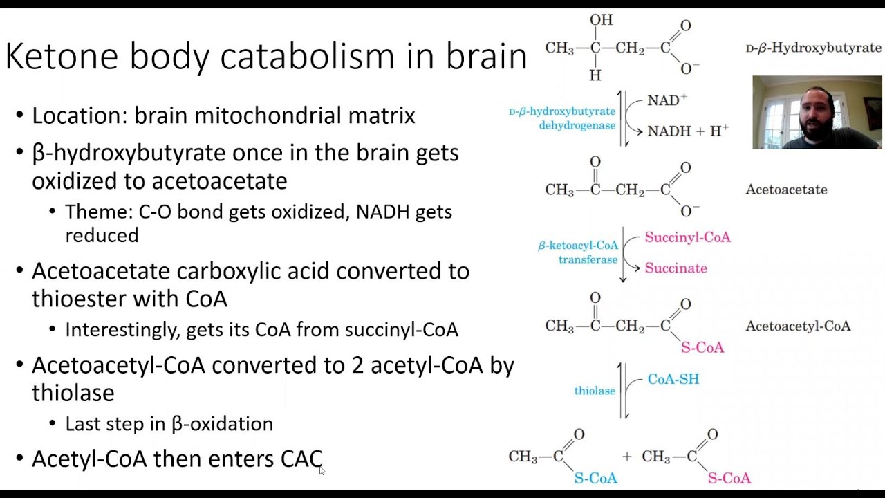 MCAT Metabolism Part 5 - Steroids, Ketone Bodies, Glucogenic ...