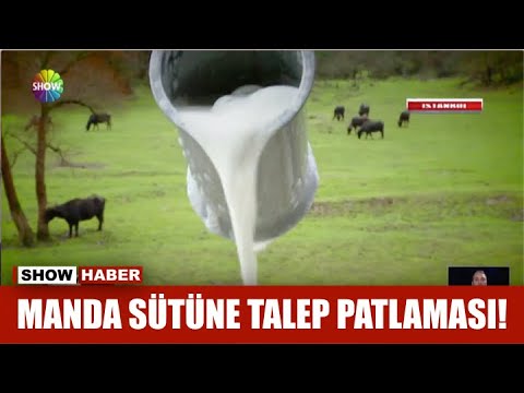 Manda sütüne talep patlaması!