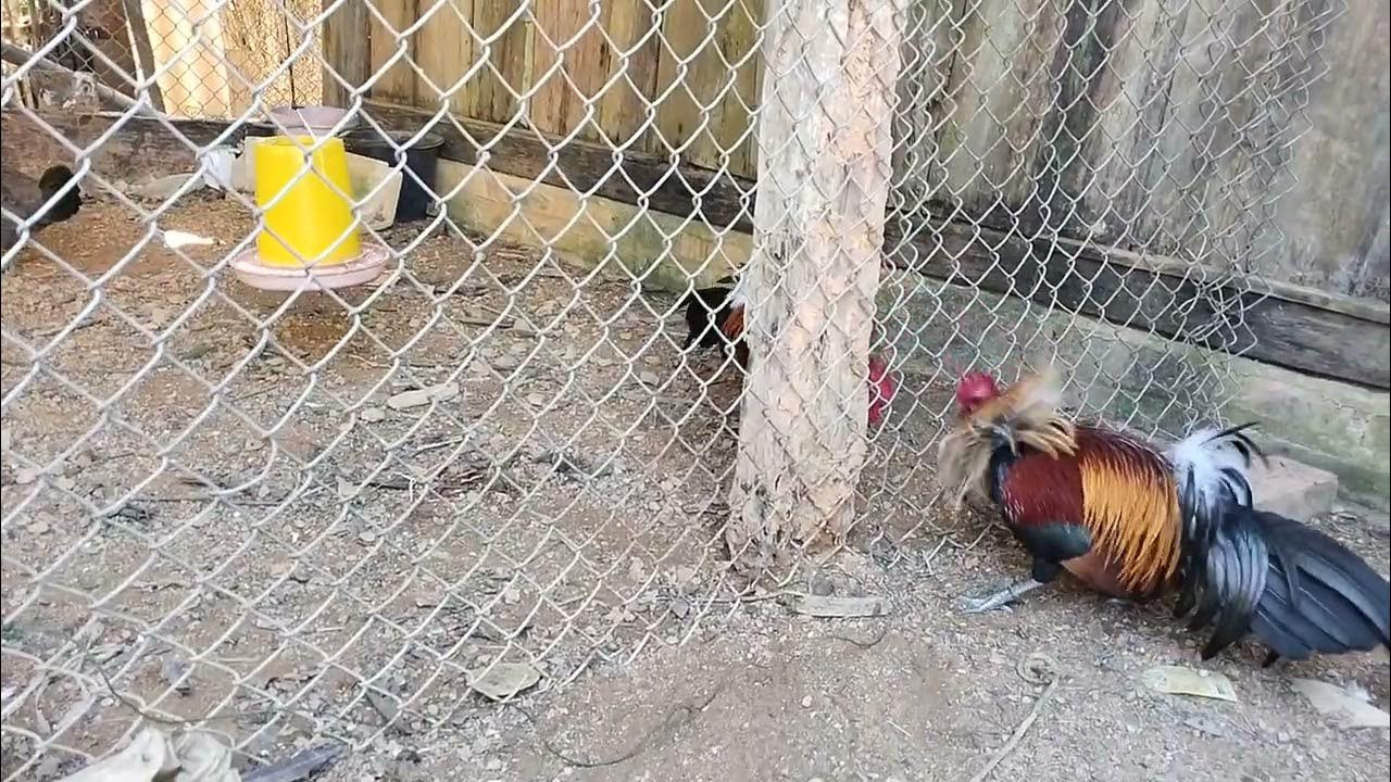 tau ob peb hnub no lawm hnub no lo saib qaib ua kev nawb :2022 - YouTube