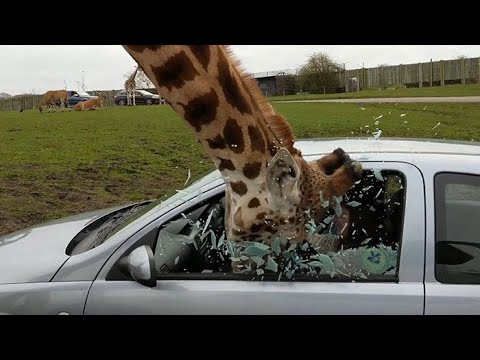 Funny epic Fails 2019. Try not to laugh! Subscribe to our chanel and ...