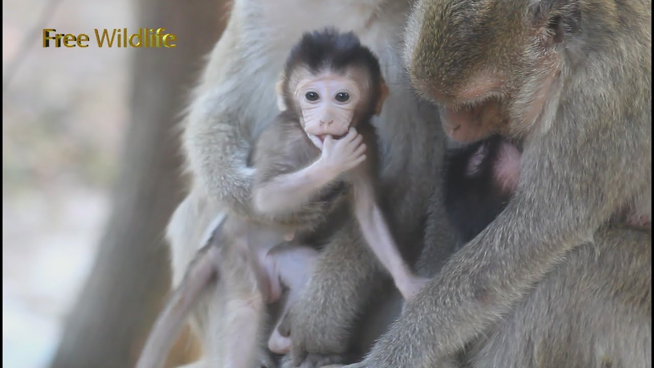 Very cute baby Ditto, today they seem so happy, they like to look at ...