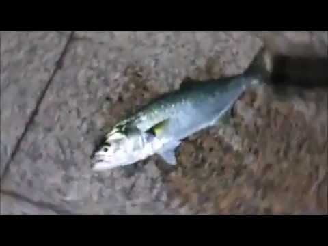 Rapala ile Lüfer Avımız 2018-2019 sezonu