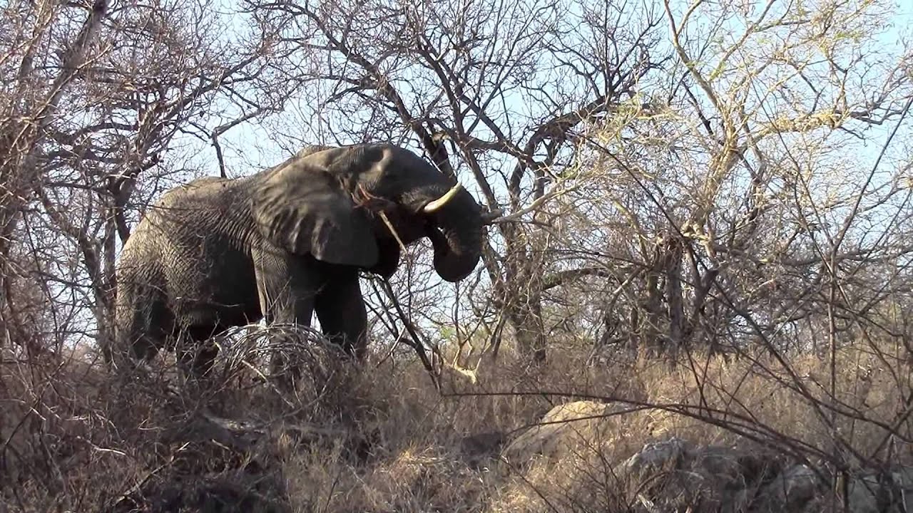 Cape Town and Kruger National Park Animals Part 2 - YouTube