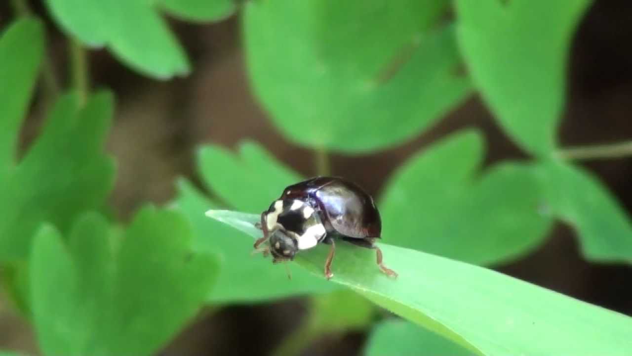 Fifteen-spotted Lady Beetle (Coccinellidae: Anatis labiculata) on the ...
