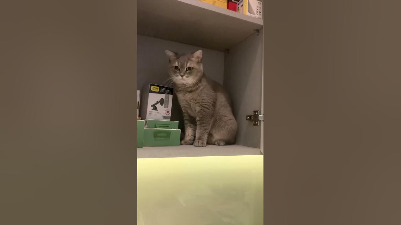 wut r u doin misty😣 #cat #cute #shorts #fyp #viralvideo - YouTube