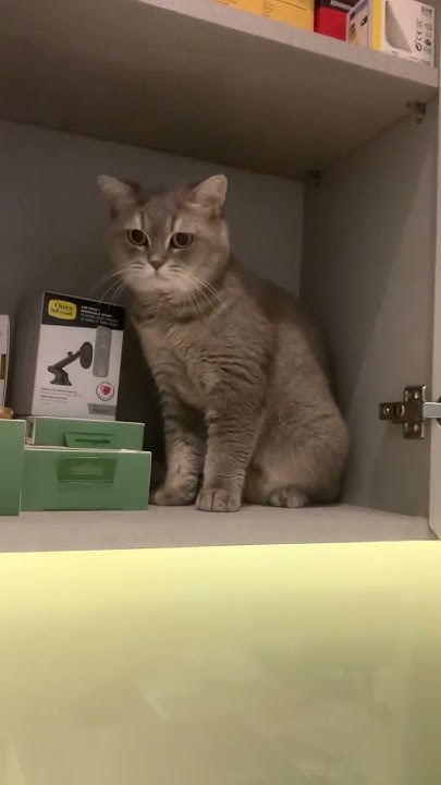 wut r u doin misty😣 #cat #cute #shorts #fyp #viralvideo - YouTube