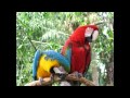 Jimmy Buffett - Last Man Standing Chords - Chordify