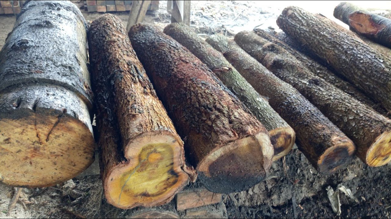 Kayu "Klampayan" rasanya paling mudah di belah - YouTube