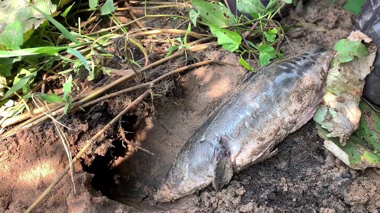 Underground Hole Fishing 2020 - Amazing Find Big Fish in Secret Hole n ...