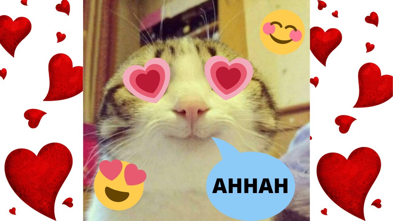 Video Divertenti Gatti 😸Gatti fanno Cose😻 - 2022 - YouTube