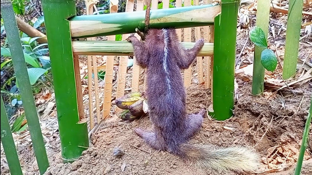 create bamboo civet forest trap - YouTube