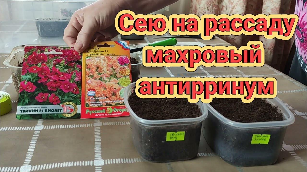 Сею на рассаду махровый антирринум. - YouTube