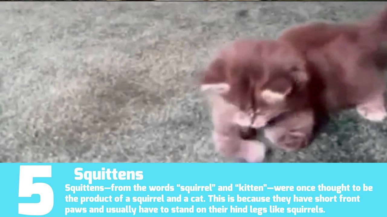 Top 10 Bizarre Birth Mutations In Animals - YouTube