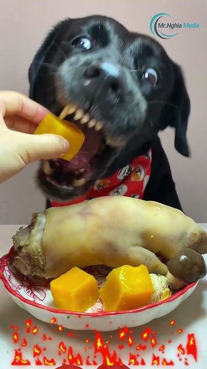 Bad Dog Food Exposed The Hidden Dangers You Need to Know - YouTube