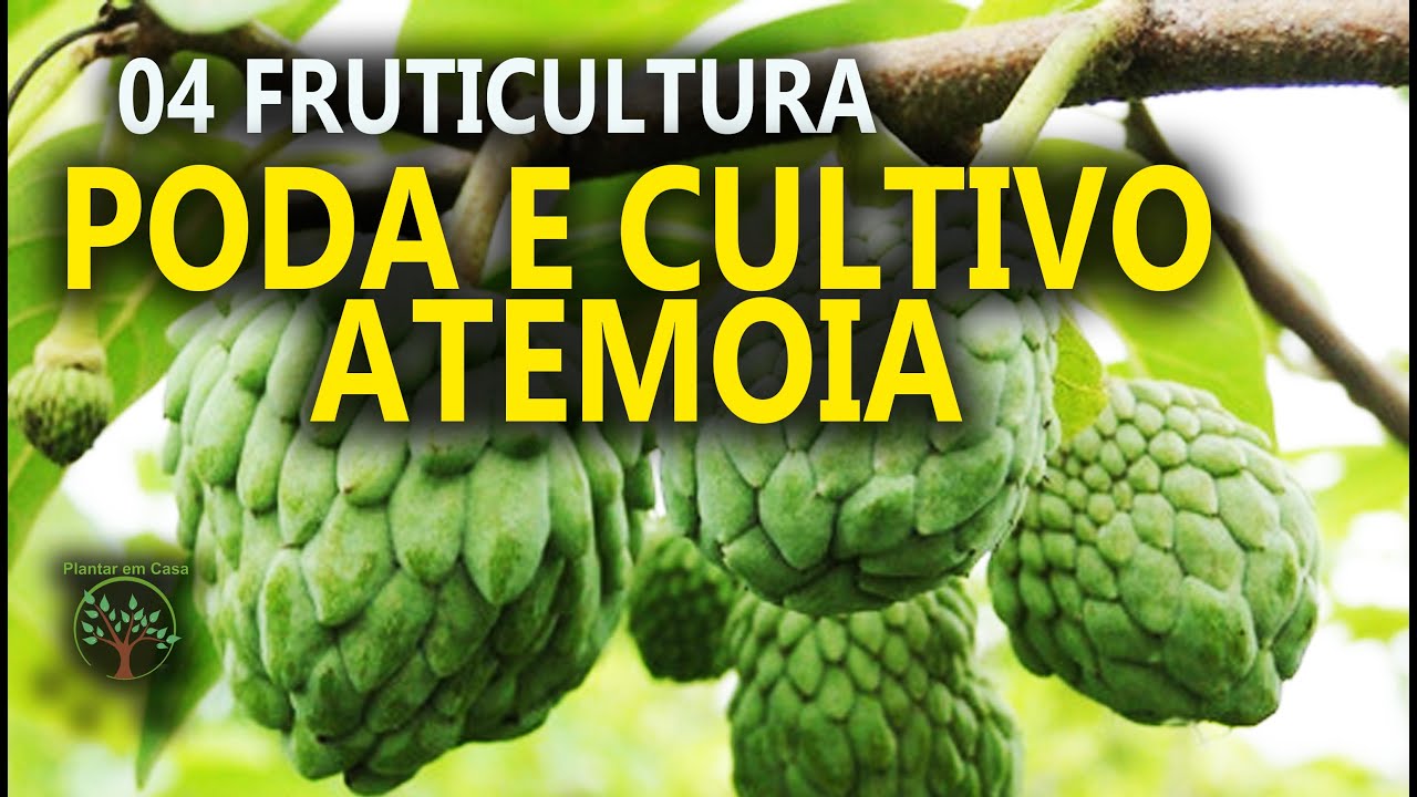 Atemoia Mudas, Podas e Cuidados16⁰ Encontro de Fruticultura entre ...