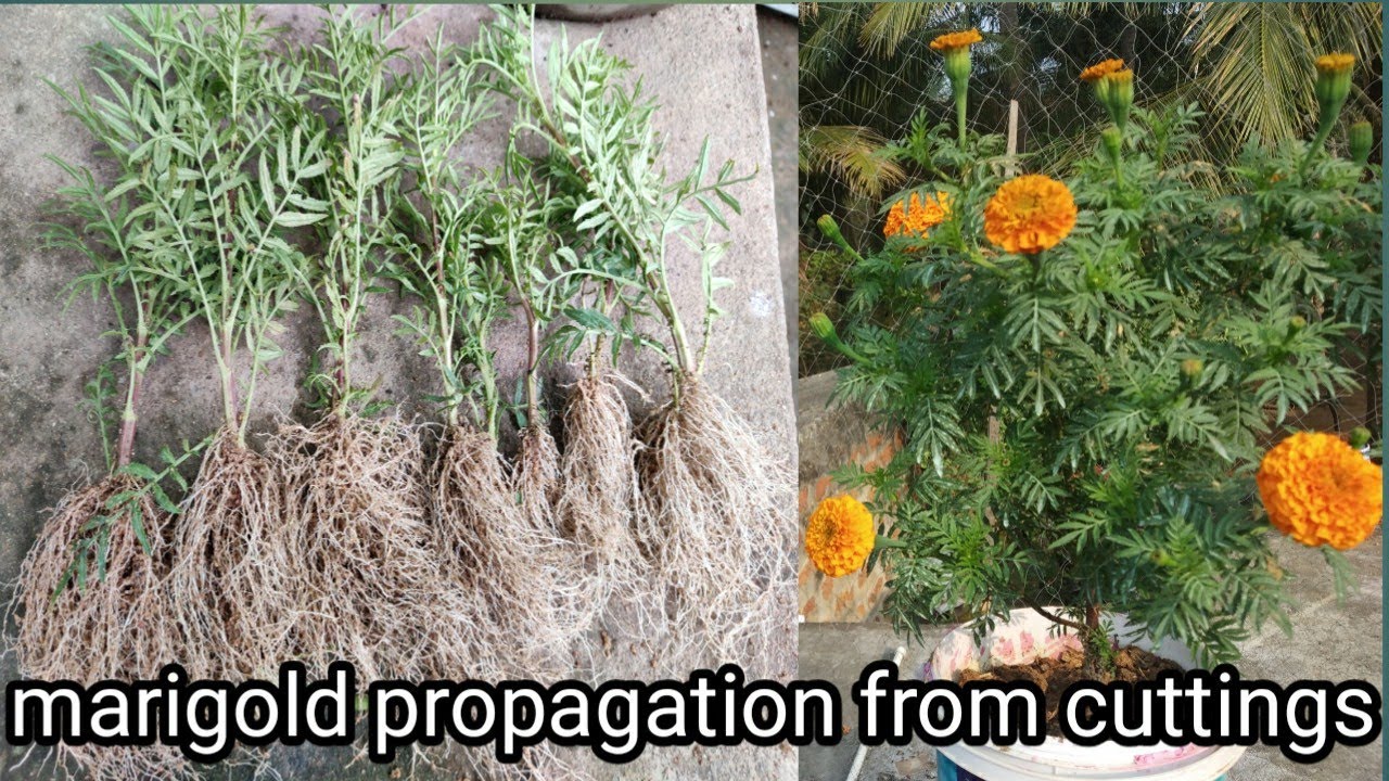 How to propagate marigold from cutting with full update - YouTube