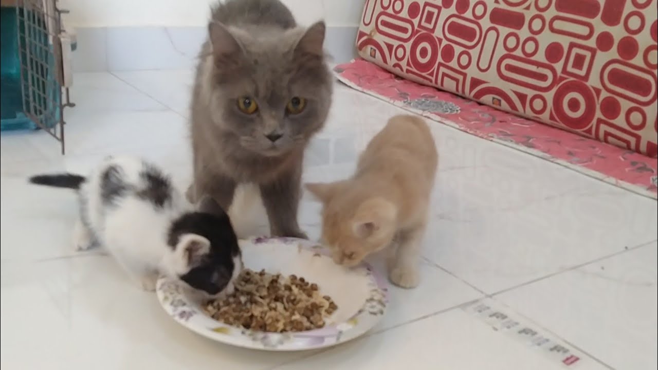 Two Stranger Cats With Their Kittens Eating Food Together For The First ...