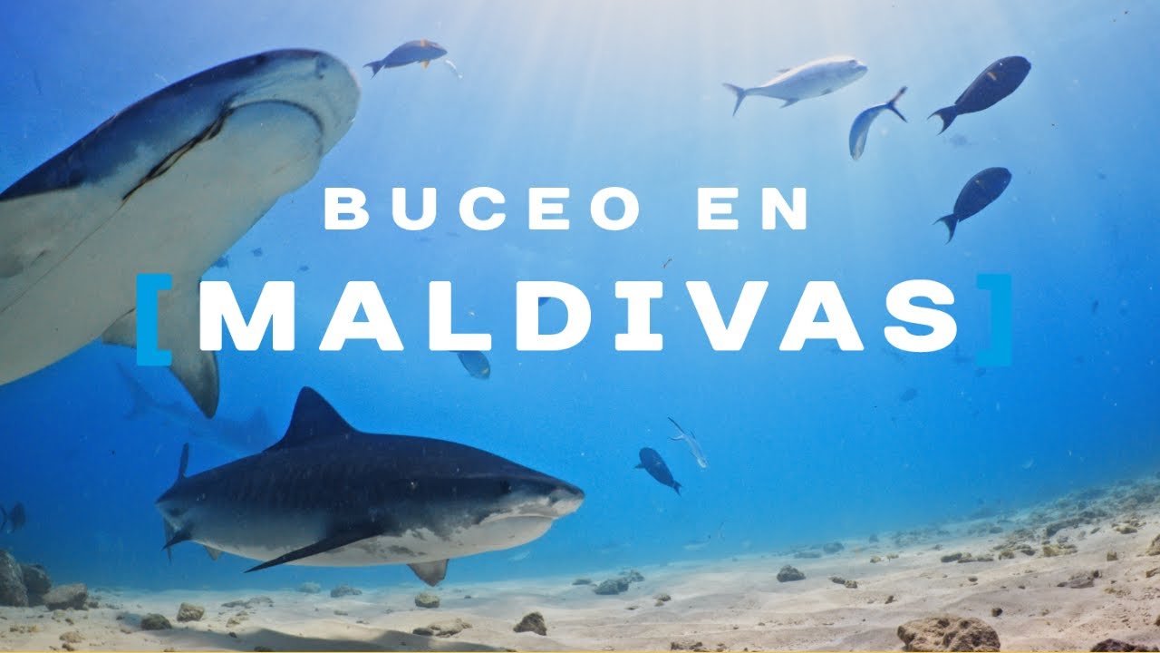 LOS MEJORES BUCEOS DE MALDIVAS - YouTube