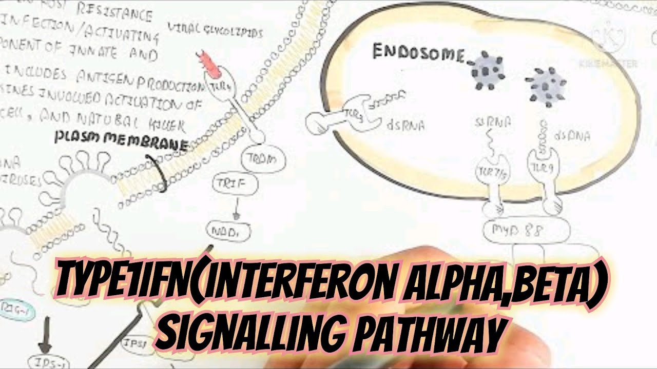Type 1 IFN(Interferon Alpha/Beta) Signalling Pathway And How To Produce ...