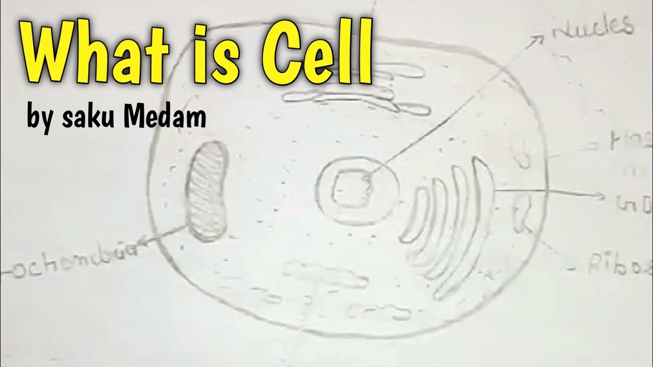 What is cell and cell anatomy and physiology - YouTube