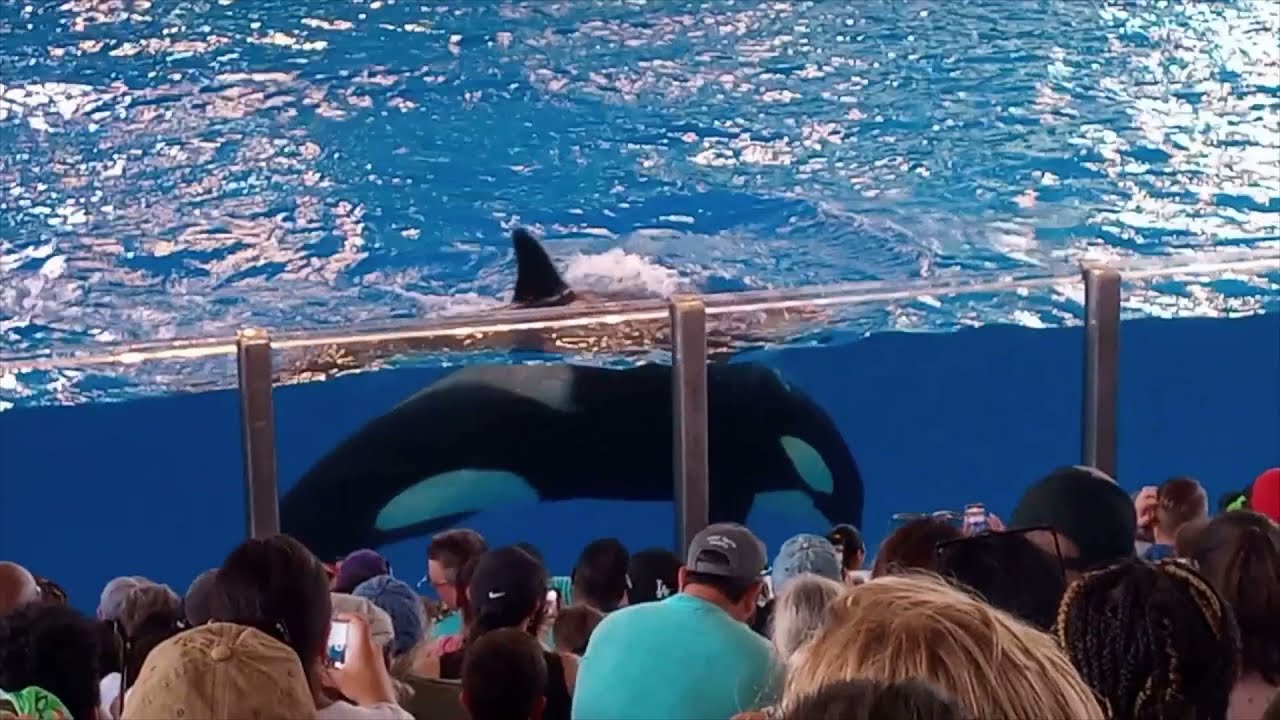 ORCA ENCOUNTER FULL SHOW SEAWORLD JUNE 23 2021 2:30 @ SHAMU STADIUM ...
