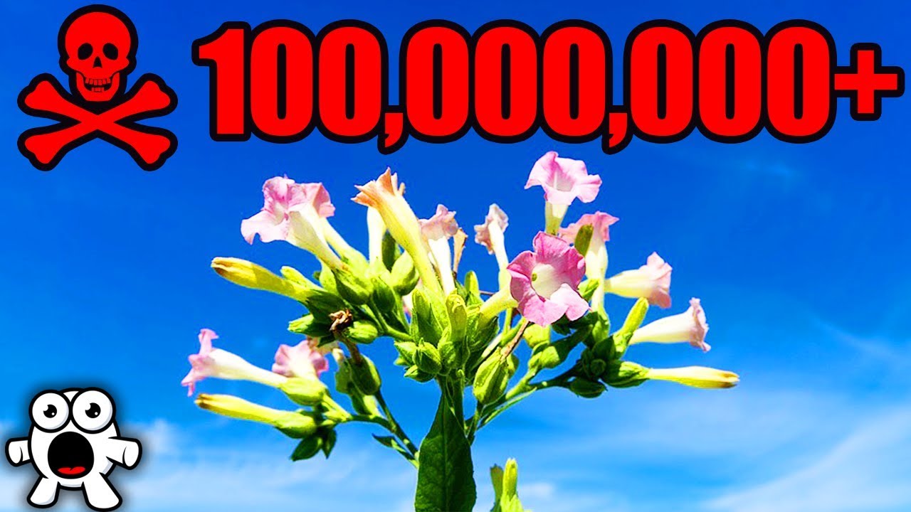 Top 10 Most Dangerous Plants In The World Youtube