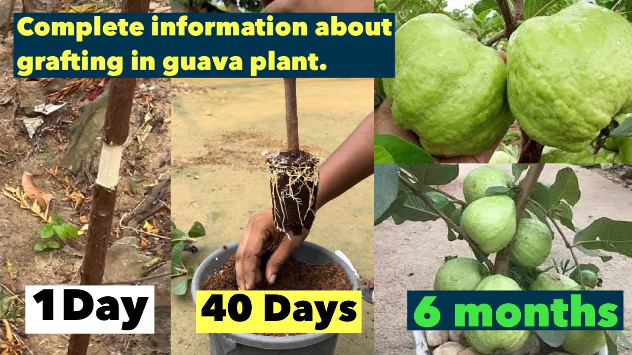 Complete information about grafting in guava plant. 🌱 #guava_grafting # ...