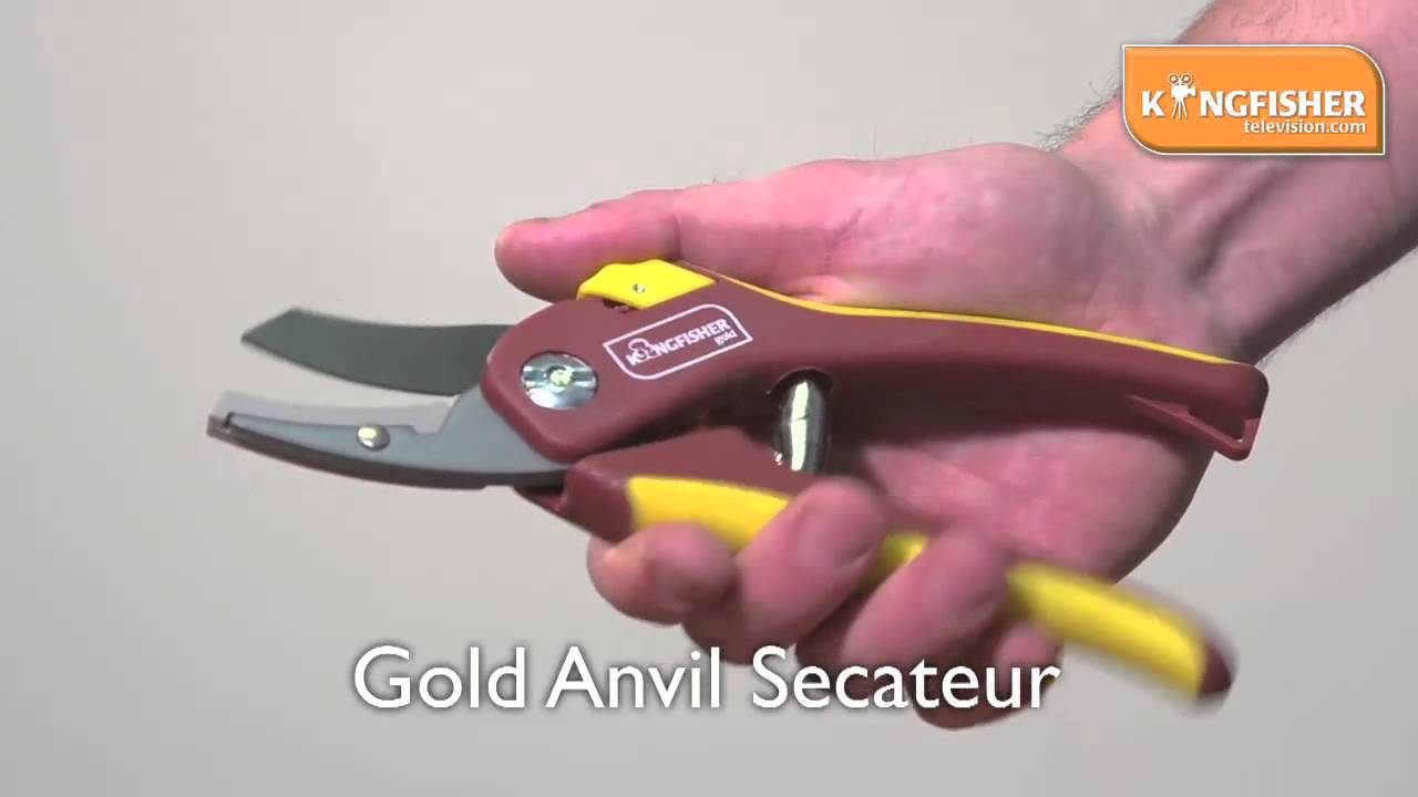 Kingfisher Gold Anvil Secateur - YouTube